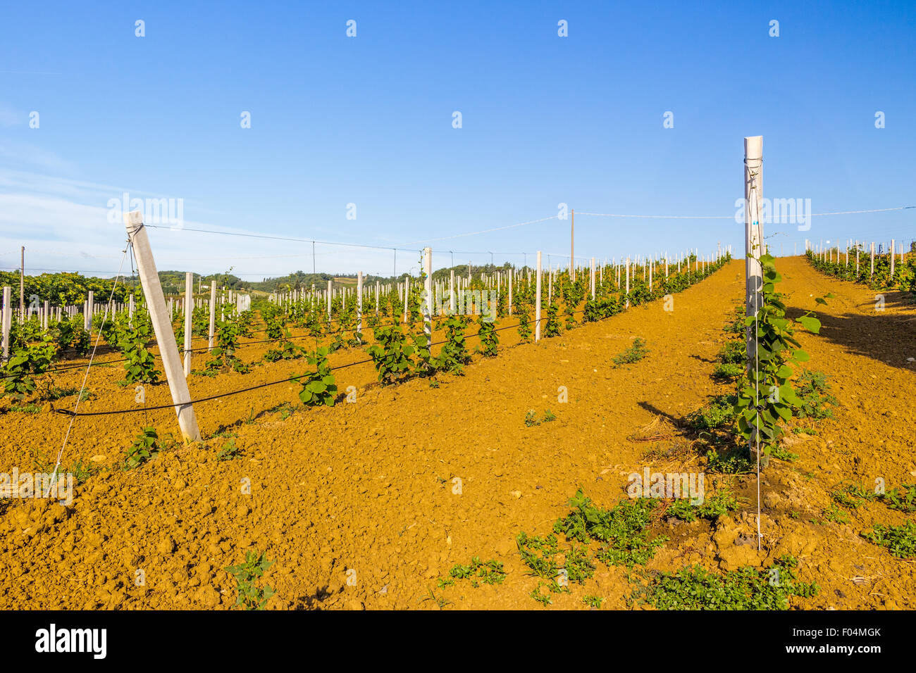 fields of newly planted orchards and organized into geometric rows ...