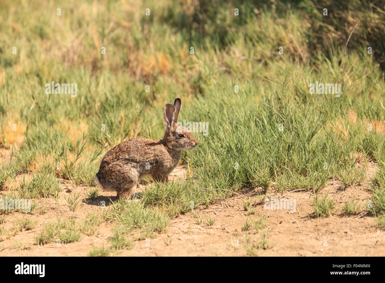 Juvenile rabbit, Sylvilagus bachmani, wild brush rabbit on a hiking ...