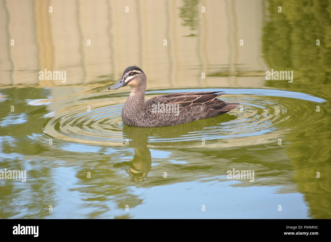 Swimming duck hi-res stock photography and images - Alamy