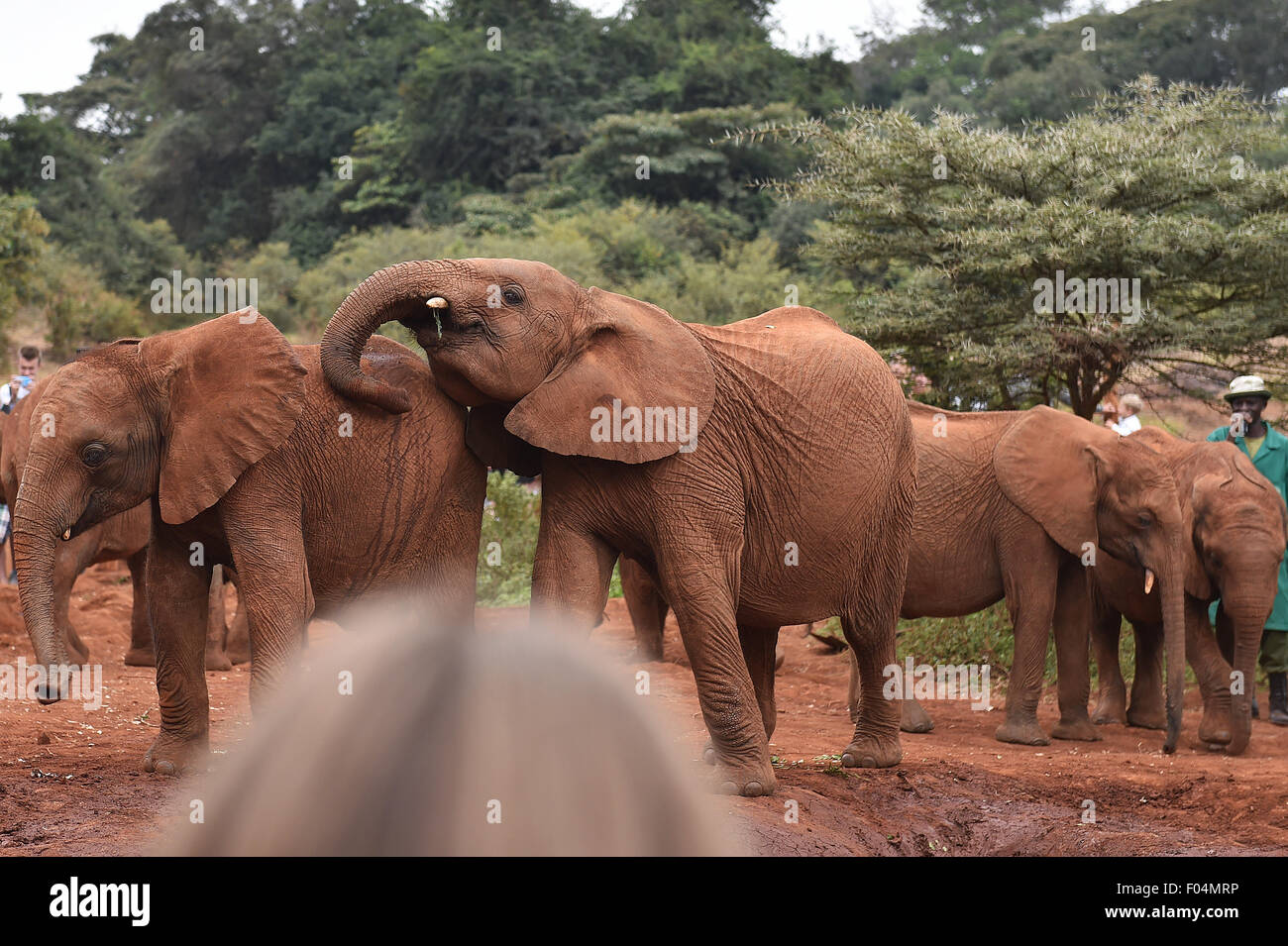 Nairobi, Kenya. 06th Aug, 2015. Orphaned elephant cubs play at the ...