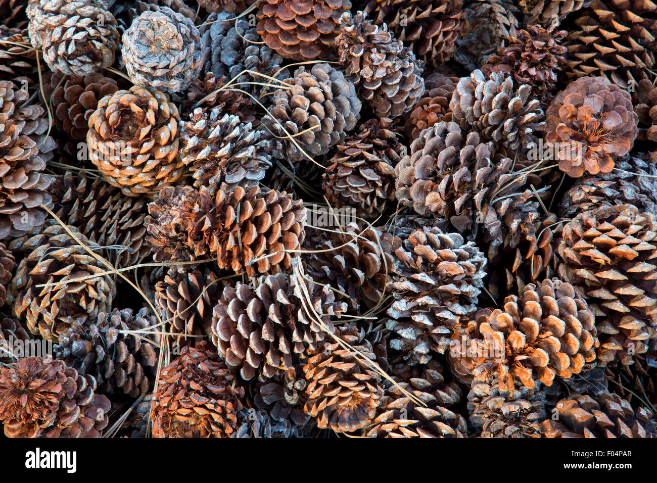 Ponderosa pine cone hi-res stock photography and images - Alamy