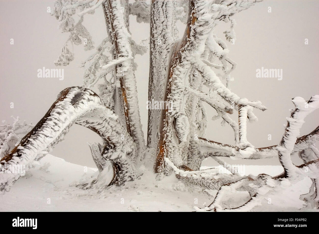 Crater Lake rim in winter storm, Crater Lake National Park, Oregon ...