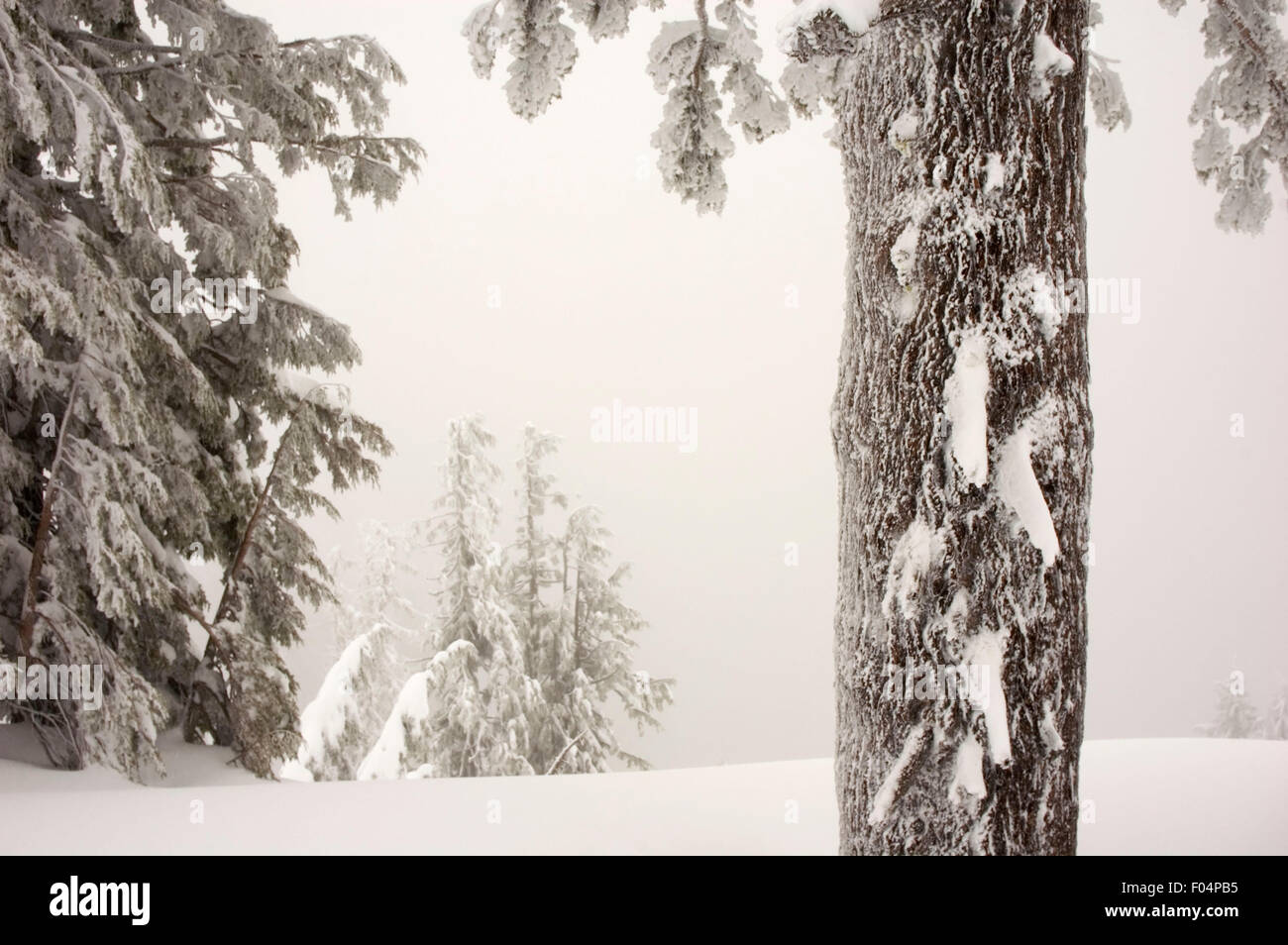 Hemlock in winter storm, Crater Lake National Park, Oregon Stock Photo ...