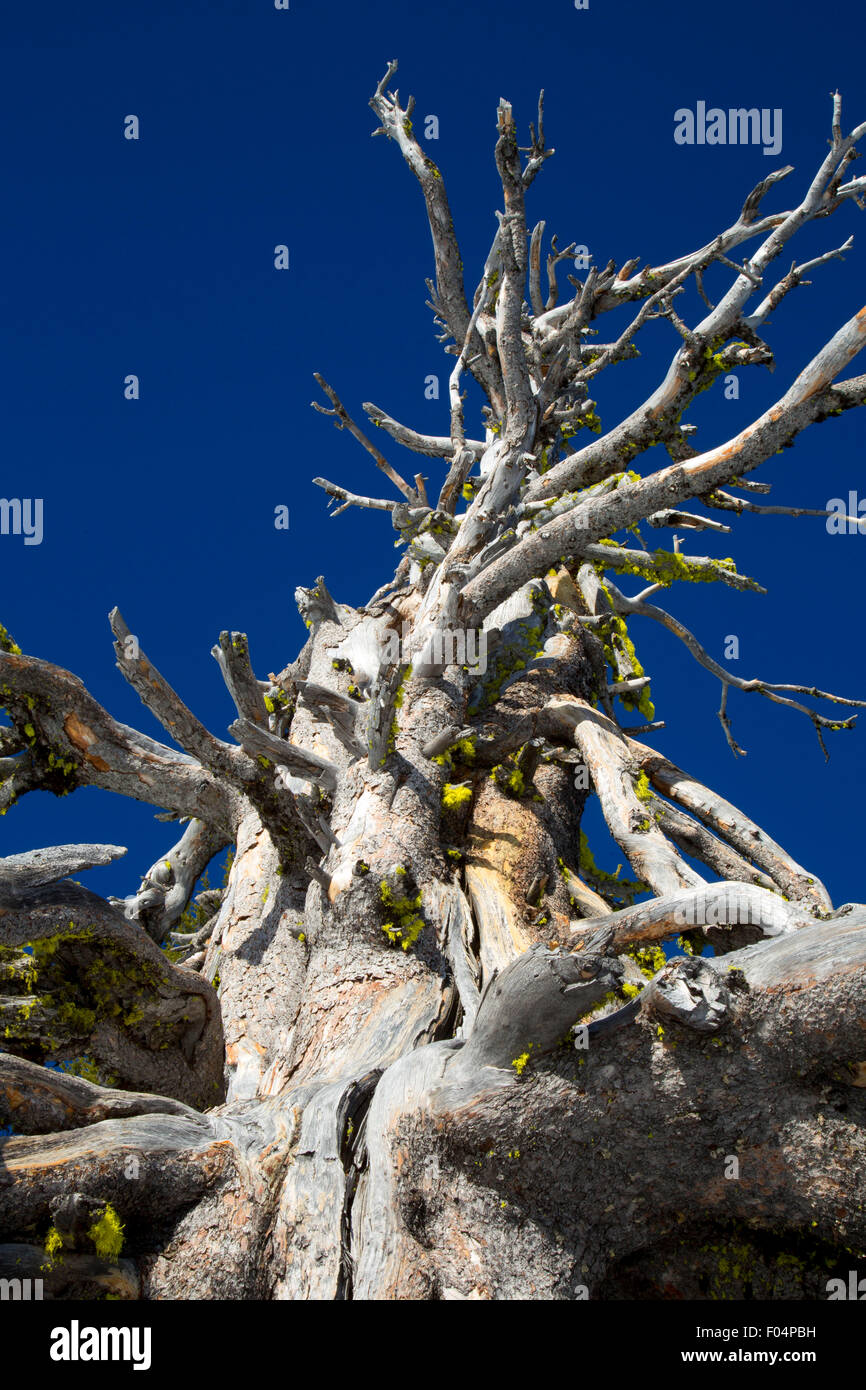 Pinus albicaulis snag hi-res stock photography and images - Alamy