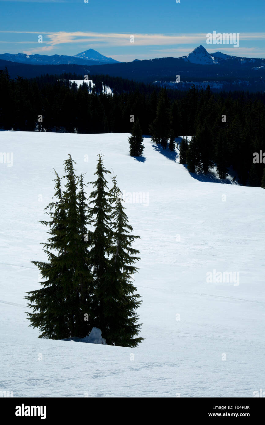 Mountain hemlock in winter meadow, Crater Lake National Park, Oregon ...