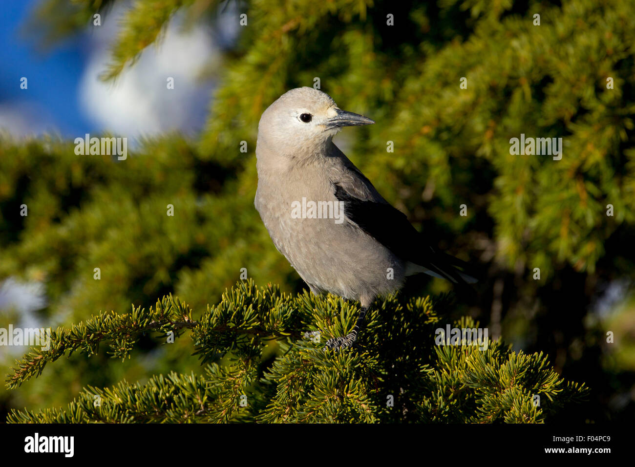 Clarks nutcracker, Crater Lake National Park, Oregon Stock Photo - Alamy