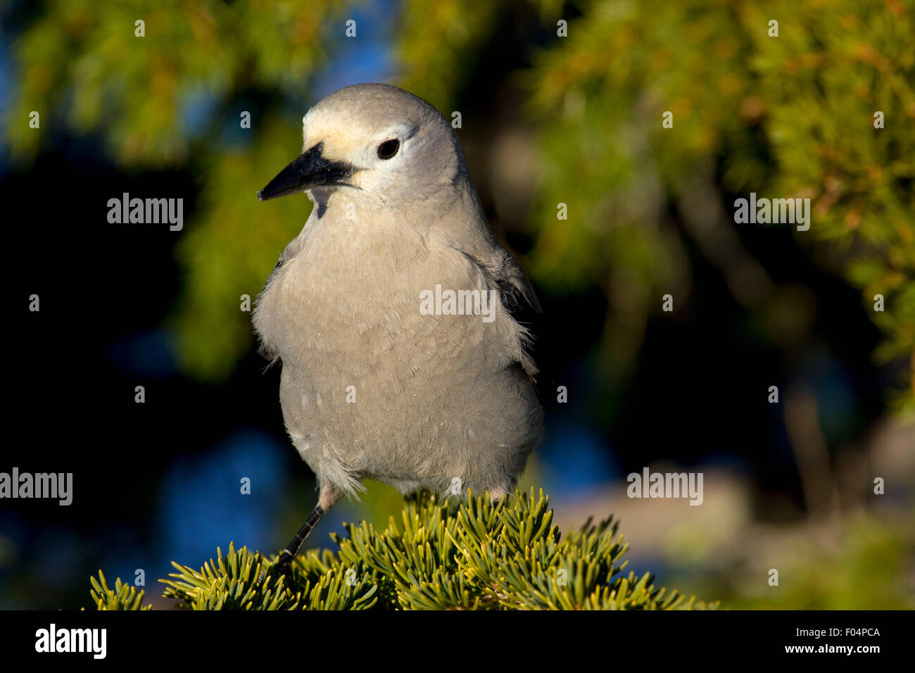 Clarks nutcracker, Crater Lake National Park, Oregon Stock Photo - Alamy