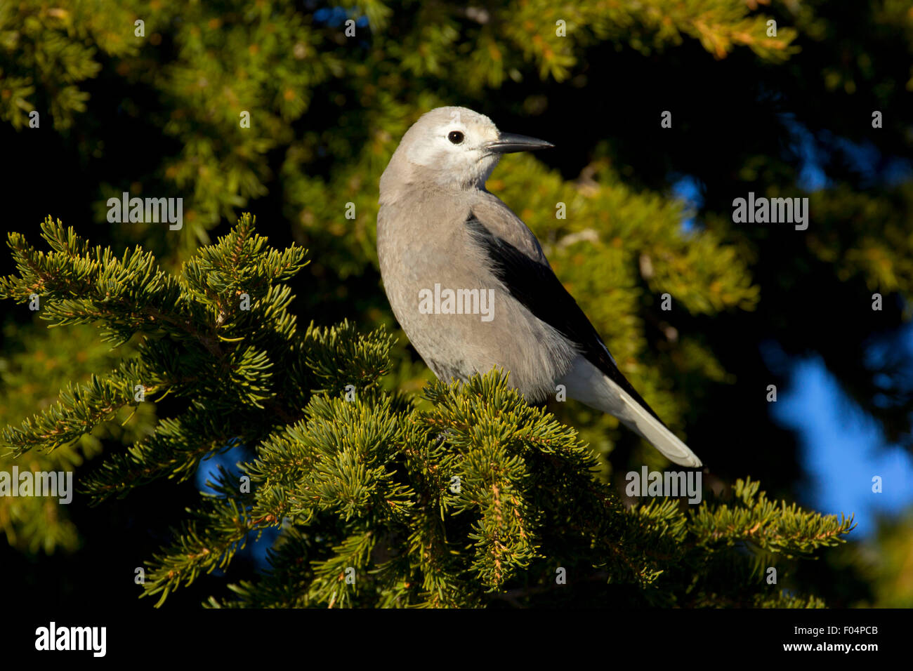 Clarks nutcracker, Crater Lake National Park, Oregon Stock Photo - Alamy