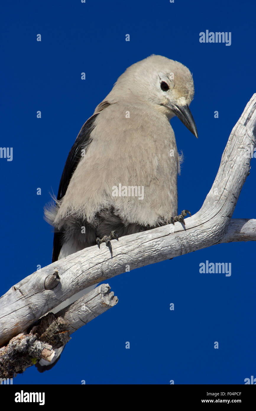 Clarks nutcracker, Crater Lake National Park, Oregon Stock Photo - Alamy