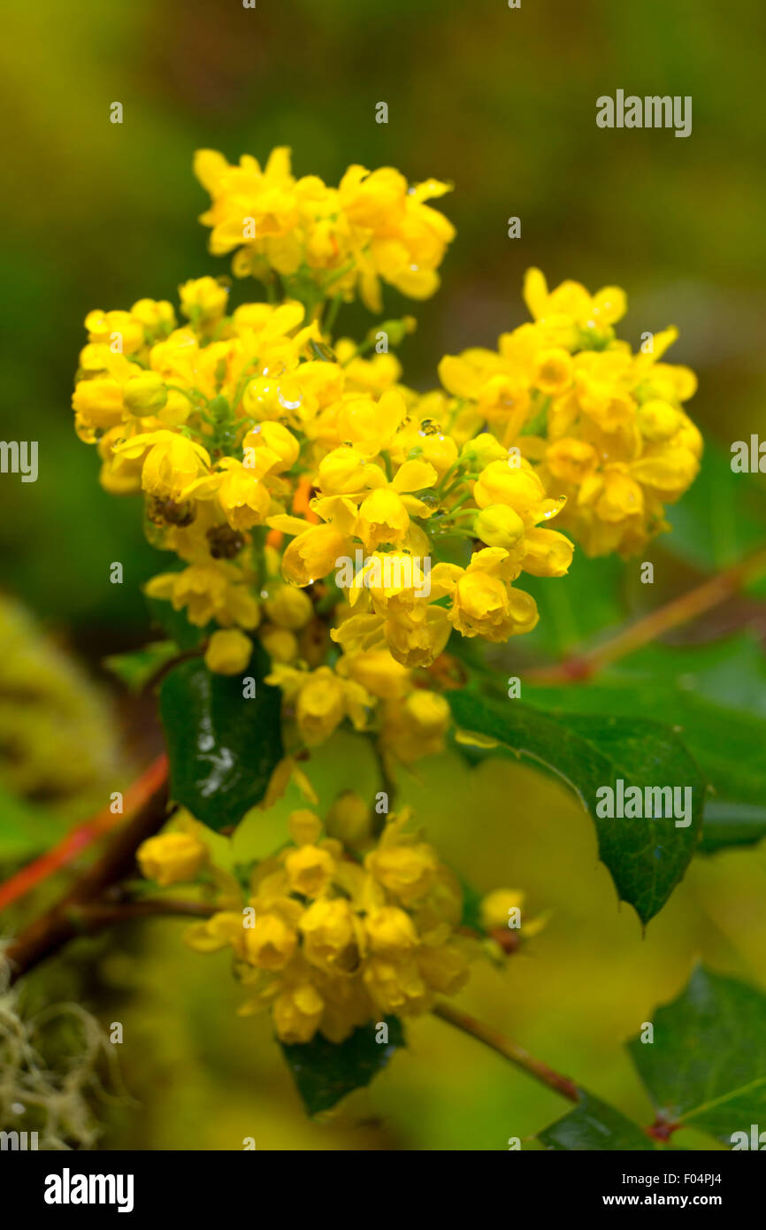 Cascade oregon grape hi-res stock photography and images - Alamy