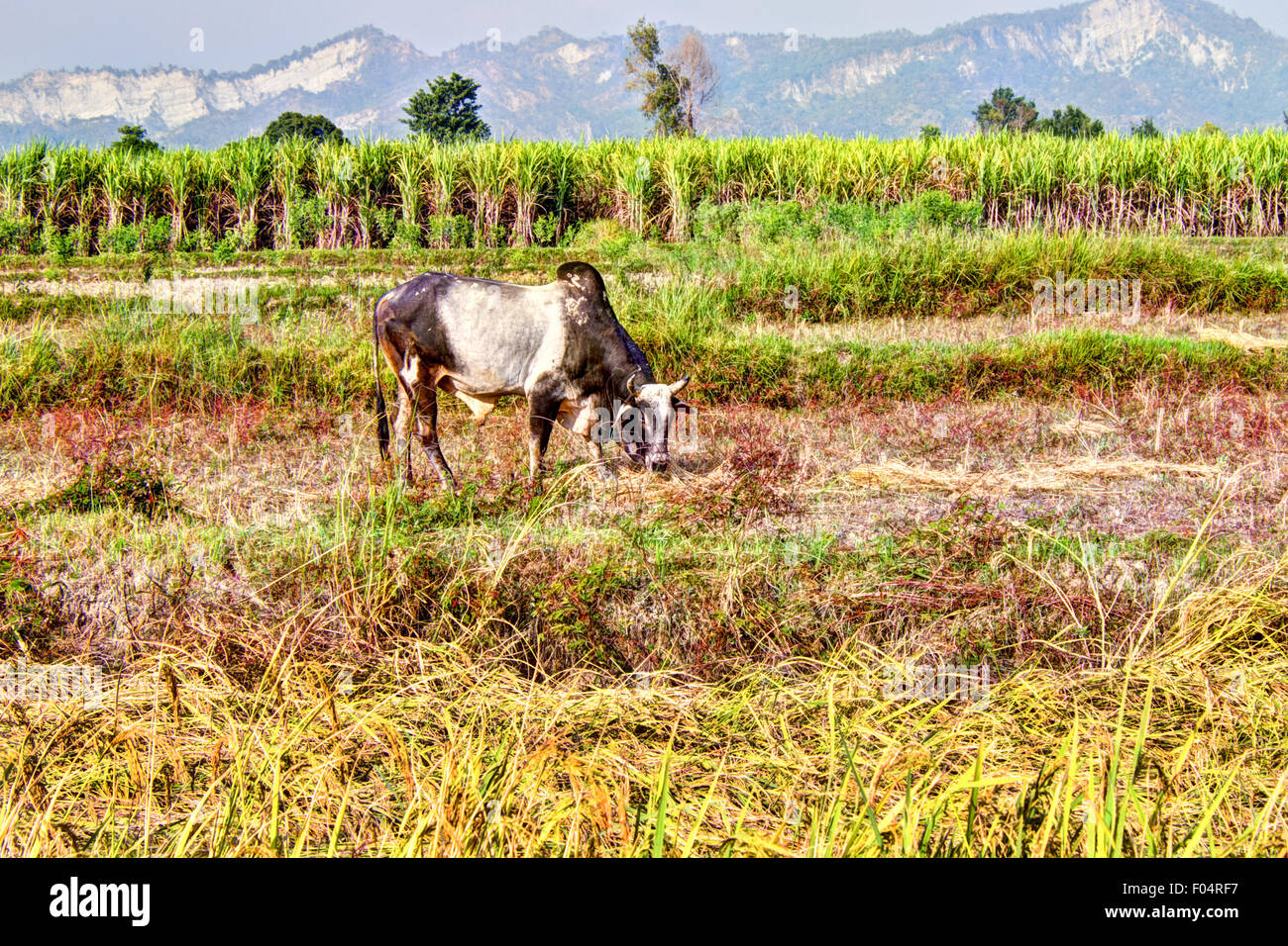 Terai region of nepal hi-res stock photography and images - Alamy
