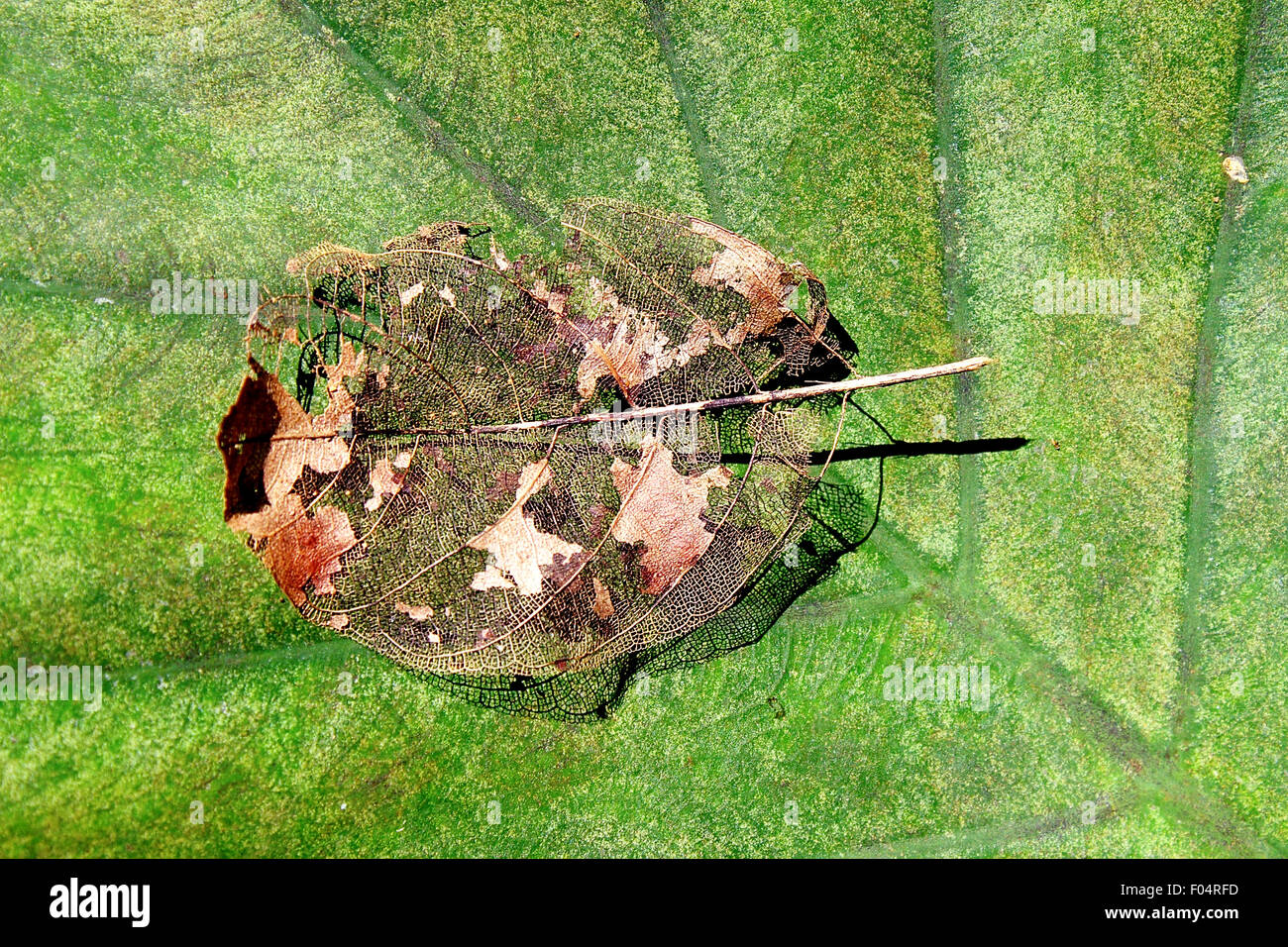 Decaying leaf background hi-res stock photography and images - Alamy