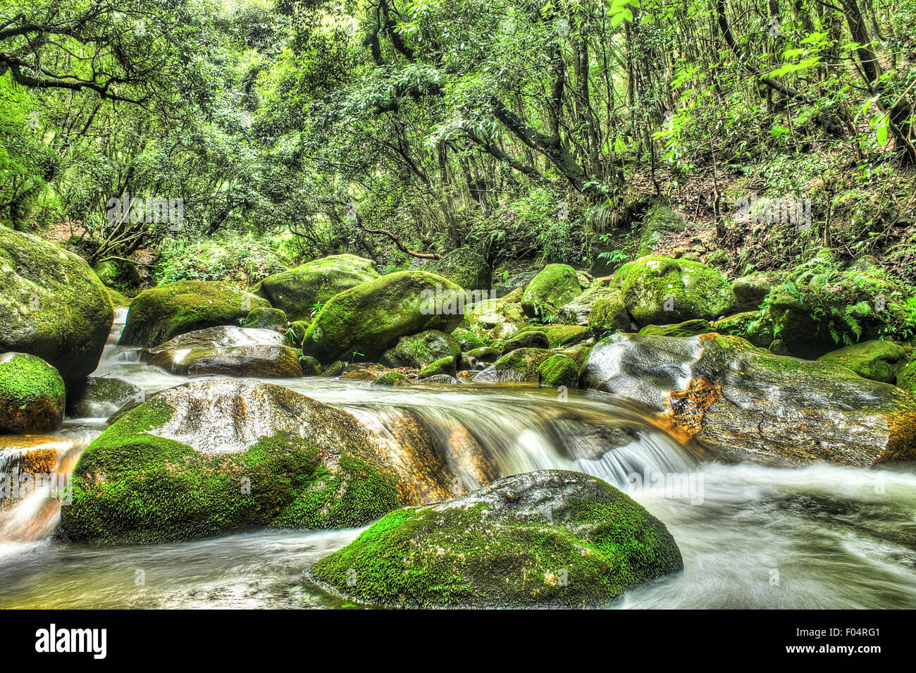 forest river. Sundarijal near Kathmandu flowing through the forest in ...