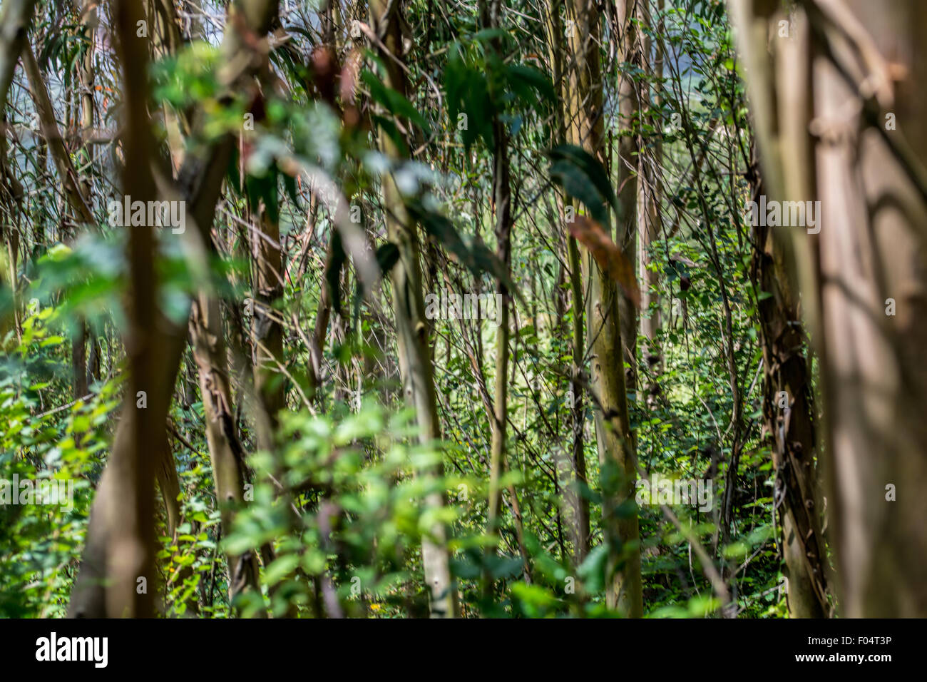 florest background, deep florest, lost in florest Stock Photo - Alamy