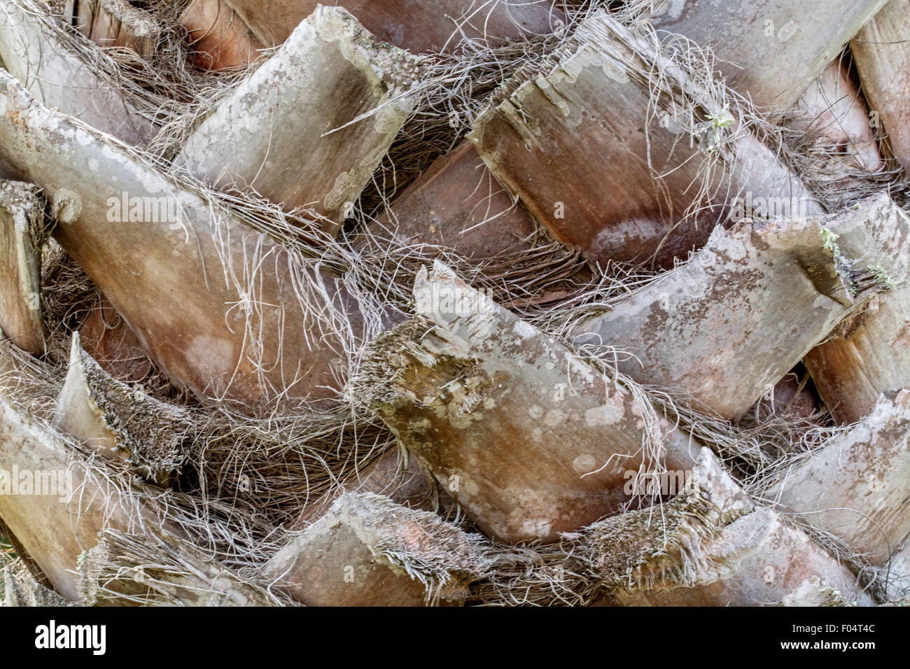 palm tree texture background Stock Photo - Alamy