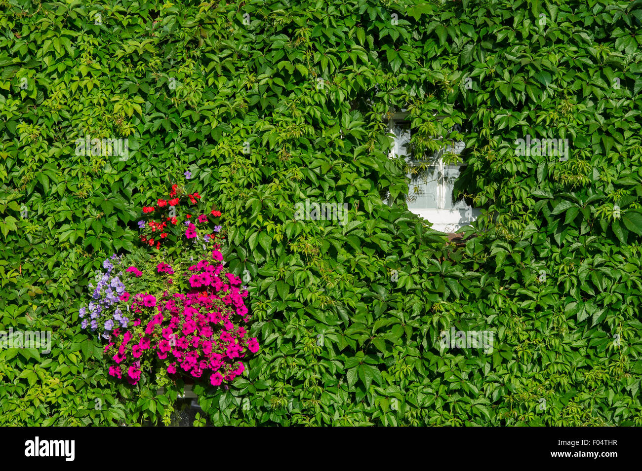 Parthenocissus quinquefolia. Virginia Creeper / American ivy covering a ...