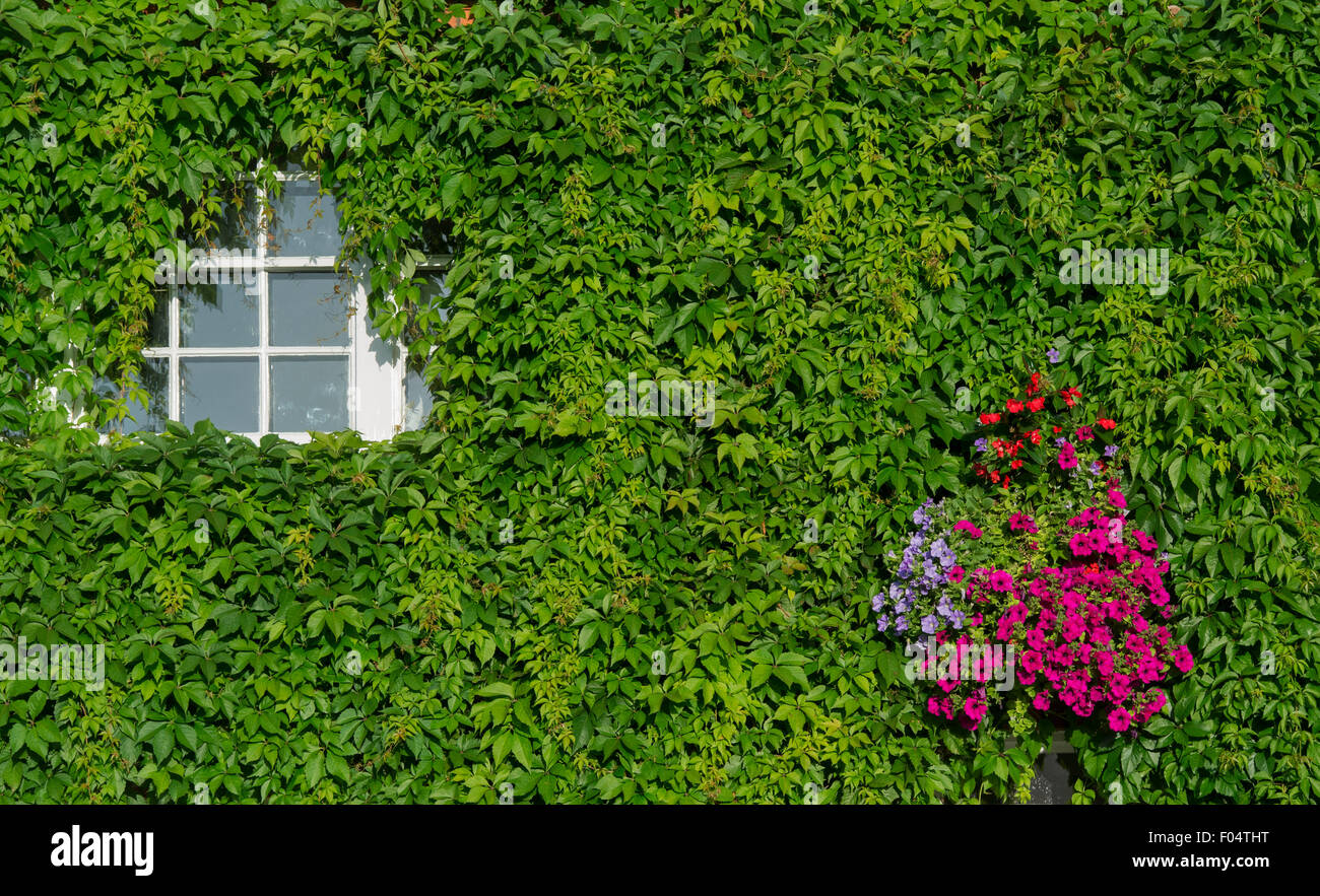 Parthenocissus quinquefolia. Virginia Creeper / American ivy covering a ...