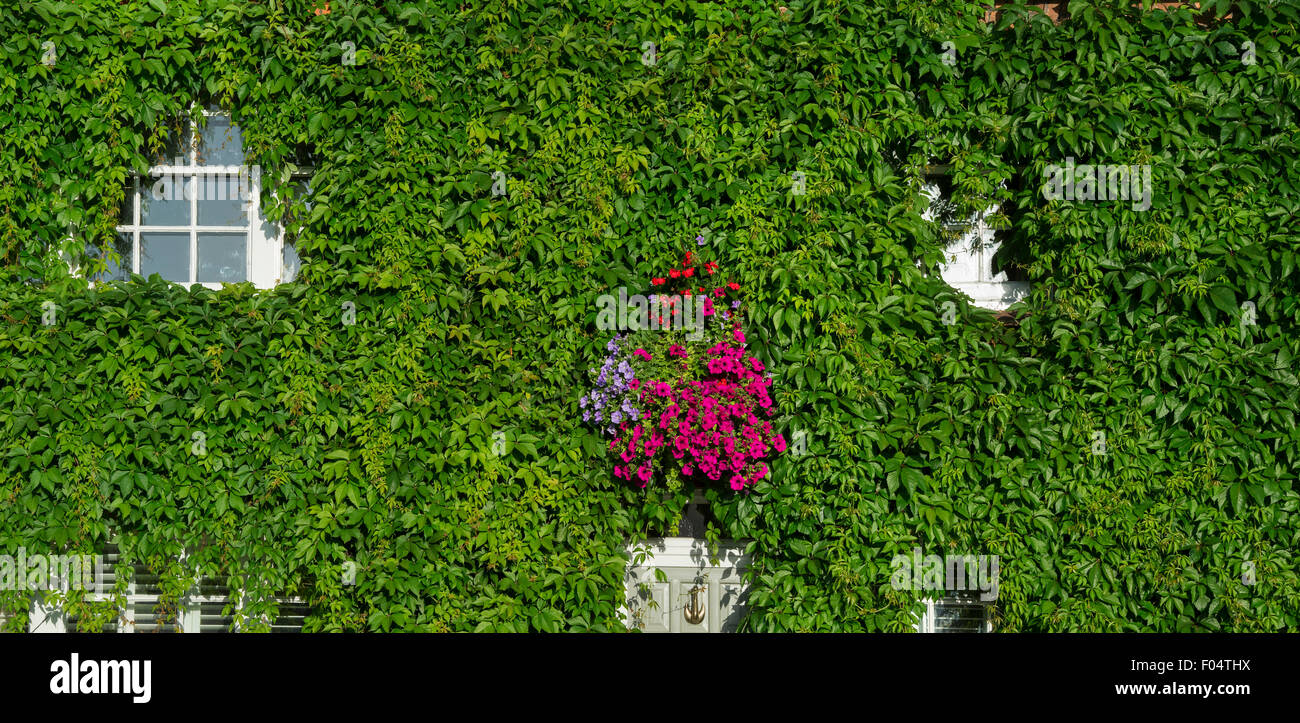 Parthenocissus quinquefolia. Virginia Creeper / American ivy covering a ...