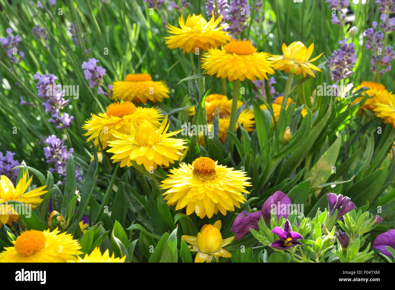 Lavender and yellow color hi-res stock photography and images - Alamy