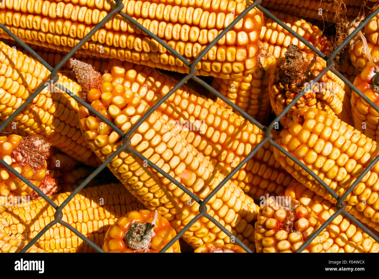 Dried corn in silo Stock Photo - Alamy
