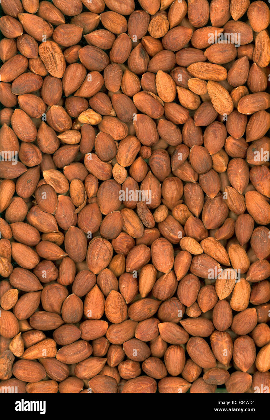 Full frame of filbert nuts Stock Photo - Alamy