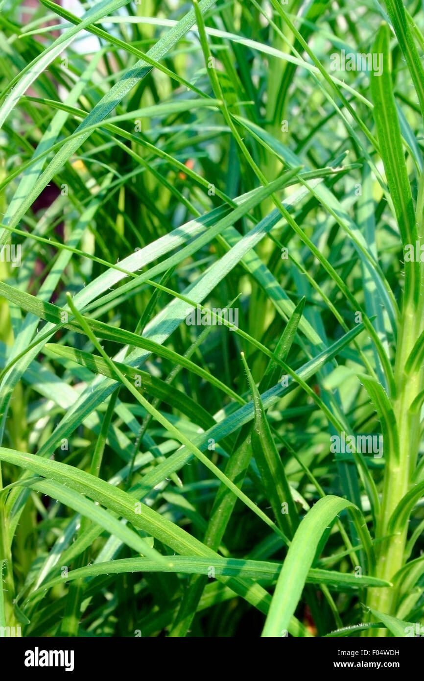Close up of grass plant Stock Photo - Alamy