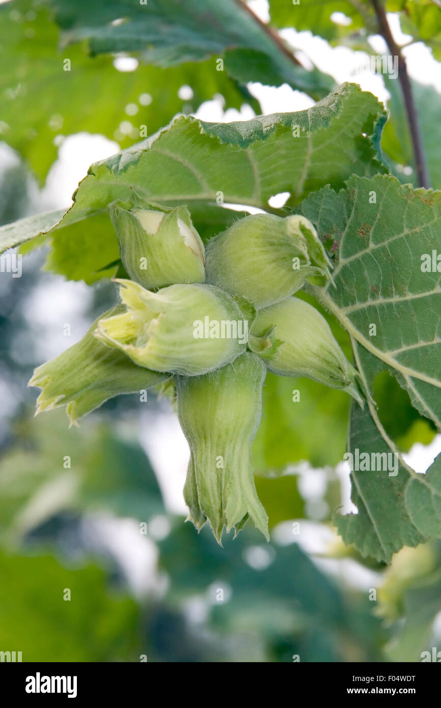 Close up of green raw hazelnut Stock Photo - Alamy