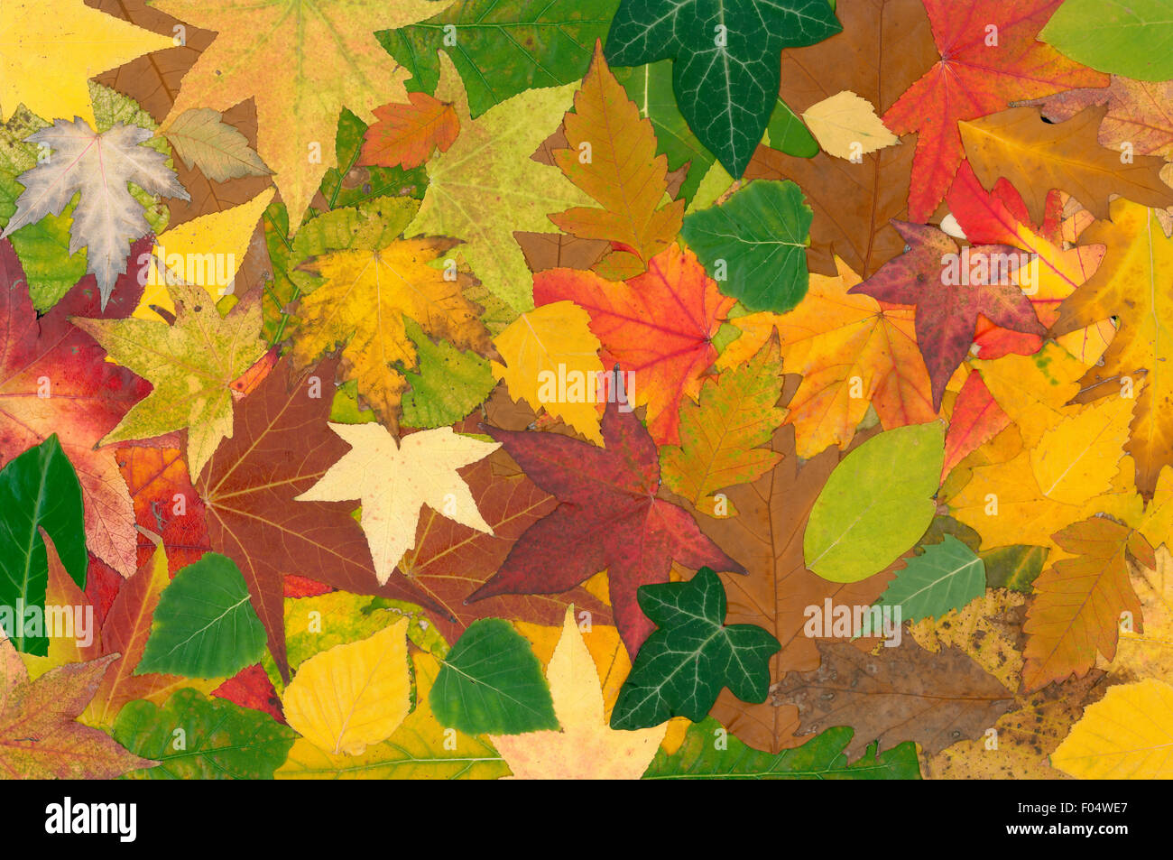 Full focus of vibrant fall carpet background Stock Photo - Alamy