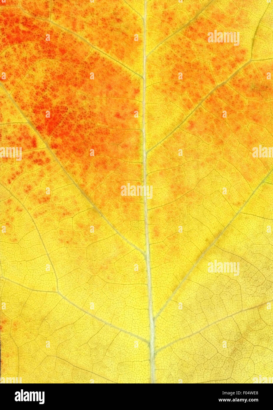 Natural background pattern Stock Photo - Alamy