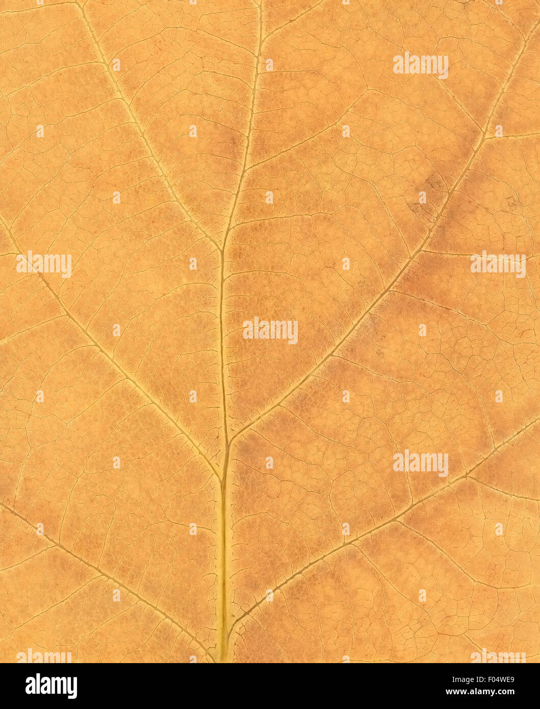 Leaf on Microscope Stock Photo - Alamy
