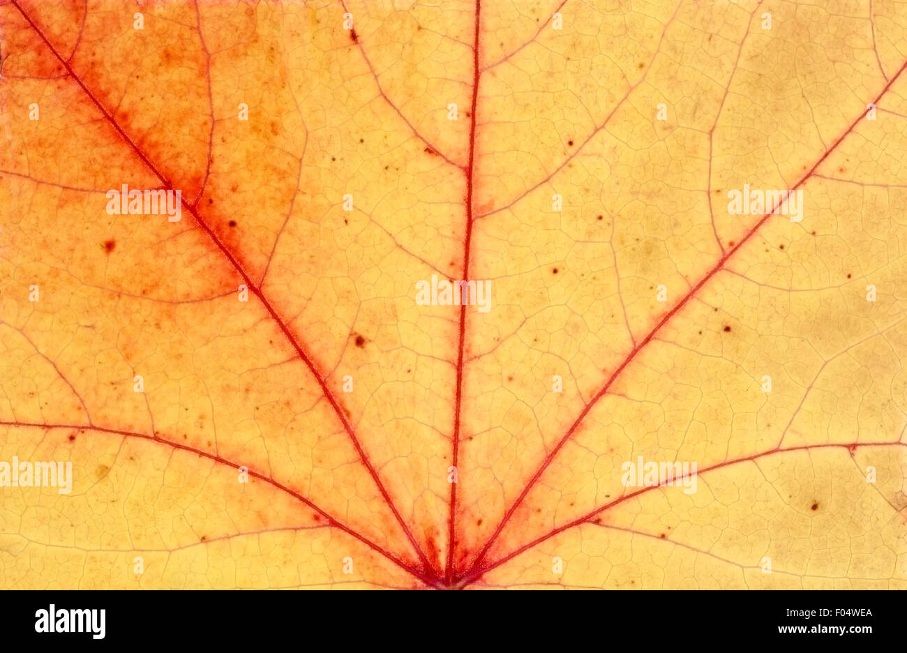 Natural background pattern Stock Photo - Alamy