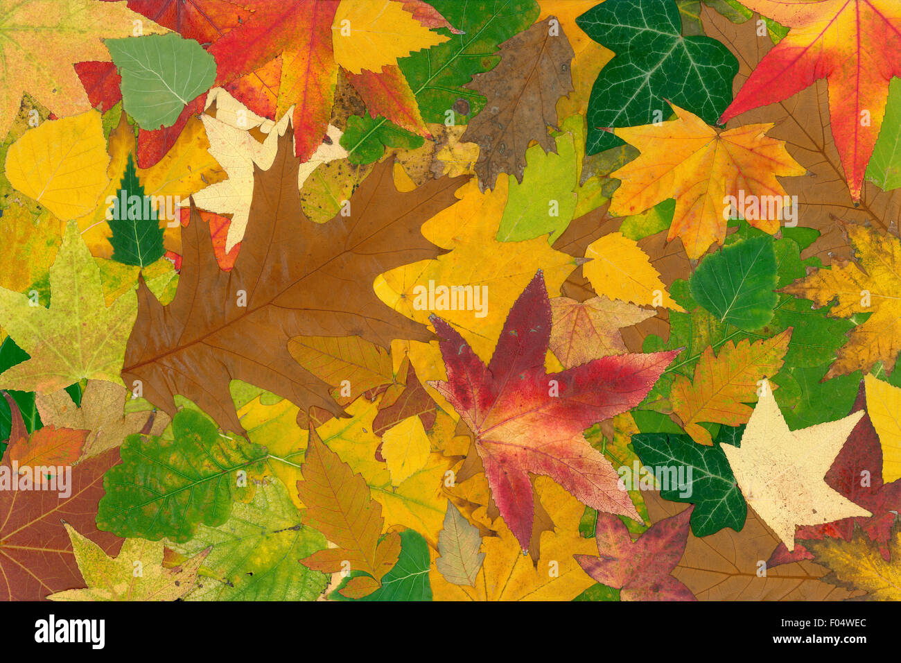 Multicolored fall background Stock Photo - Alamy