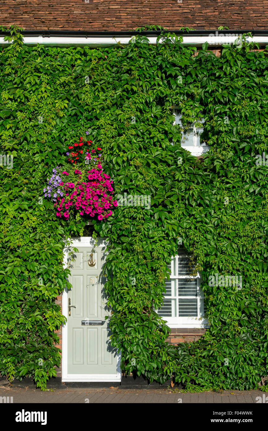 Parthenocissus quinquefolia. Virginia Creeper / American ivy covering a ...