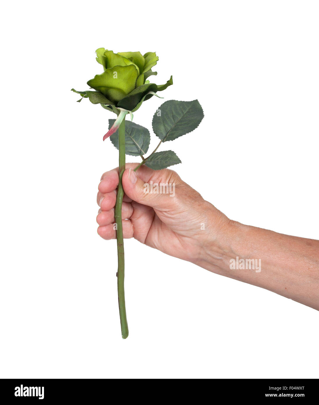 Old hand giving a rose, isolated on white Stock Photo - Alamy