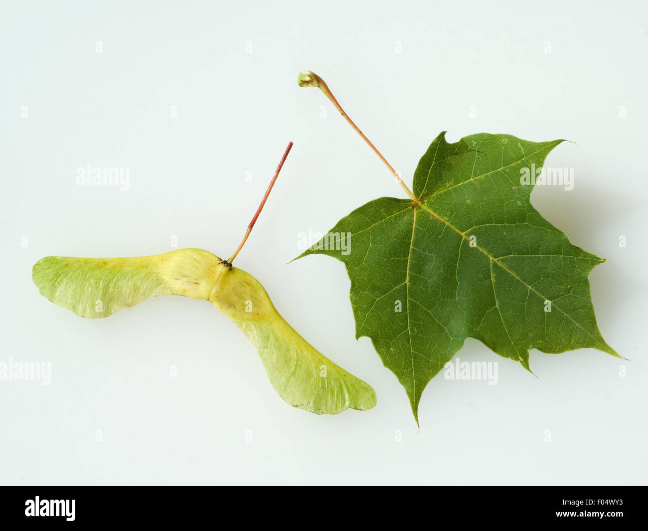 Ahorn, gefluegelte, Frucht Stock Photo - Alamy