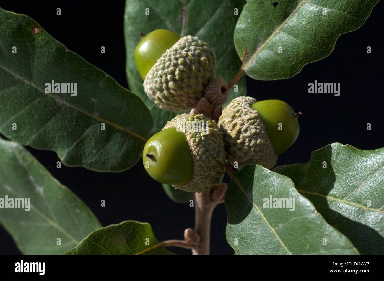 Aleppo oak hi-res stock photography and images - Alamy