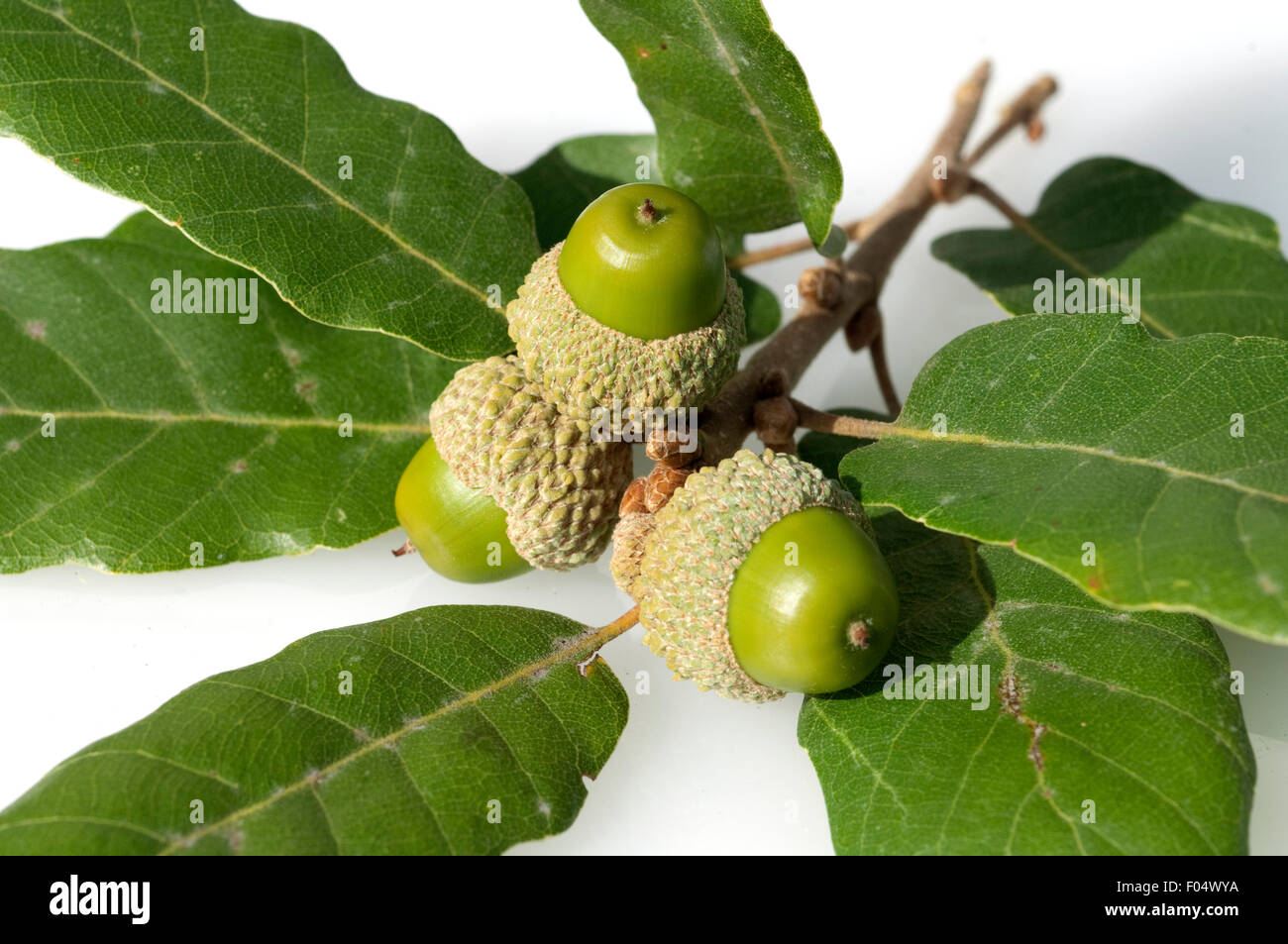 Quercus Infectoria High Resolution Stock Photography and Images - Alamy
