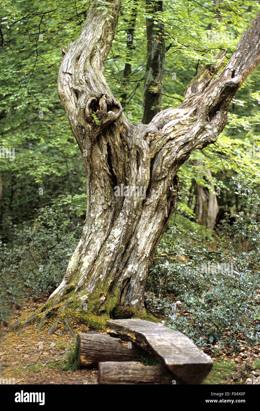 Giant hardwood trees hi-res stock photography and images - Alamy