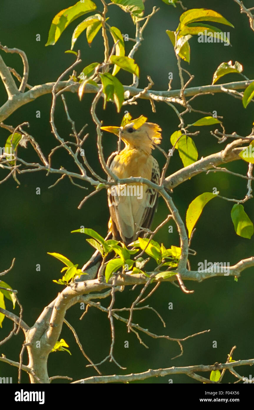 Celeus flavus, Cream-coloured Woodpecker, Araras Lodge, Pantanal ...