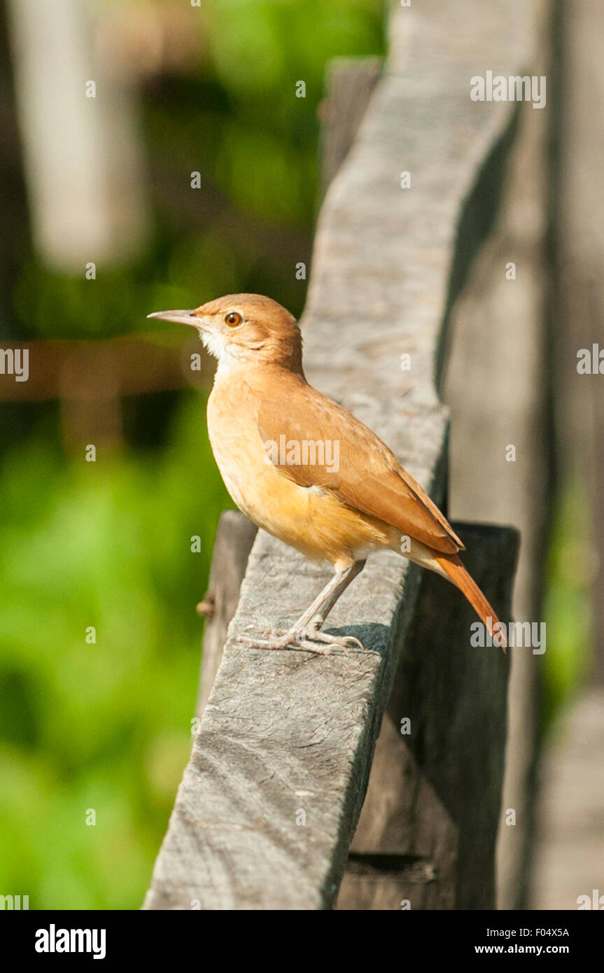 Furnarius rufus, Rufous Hornero, Araras Lodge, Pantanal, Brazil Stock ...