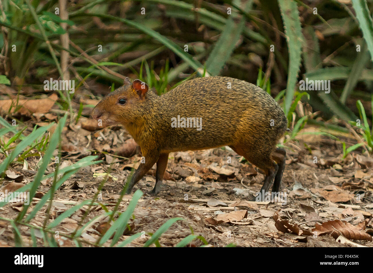 Dasyprocta azarae, Azara's Agouti, Araras Lodge, Pantanal, Brazil Stock ...