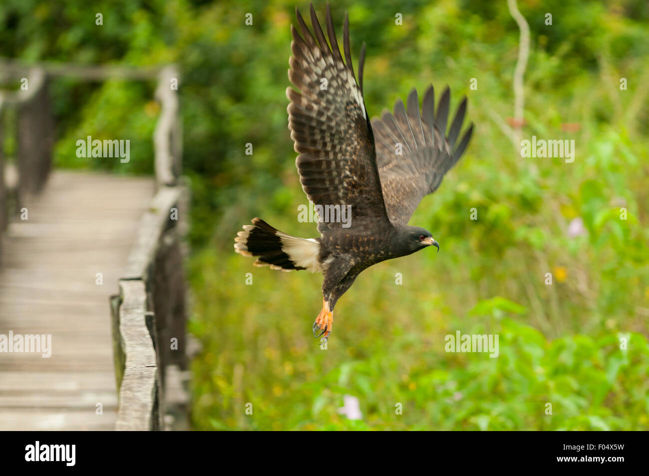 Rostrhamus sociabilis, Snail Kite in Flight, Araras Lodge, Pantanal ...