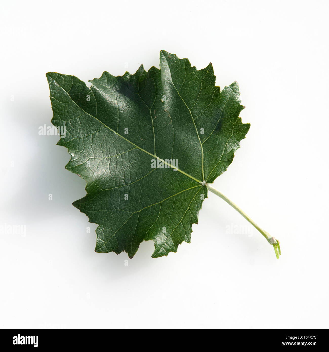 Pappel baum hi-res stock photography and images - Alamy