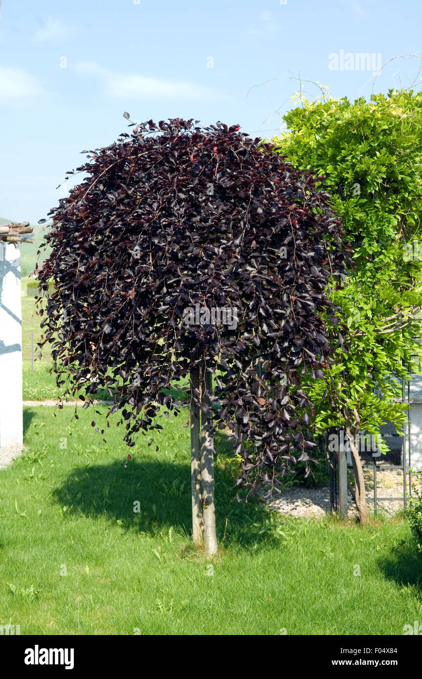 Blutbuche; Rotbuche; Fagus sylvatica Stock Photo - Alamy