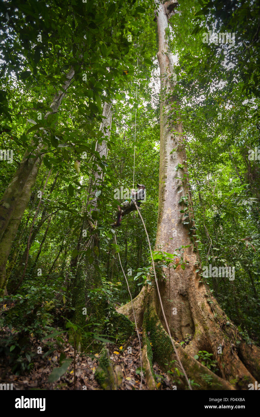 Tall tree rainforest indonesia hi-res stock photography and images - Alamy