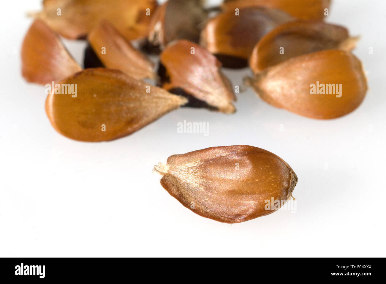 Bucheckern hi-res stock photography and images - Alamy