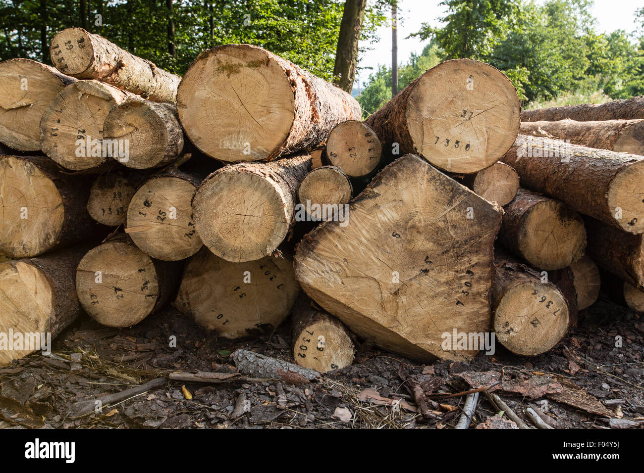 wood, tree, forest, timber, log, logging, agriculture Stock Photo - Alamy