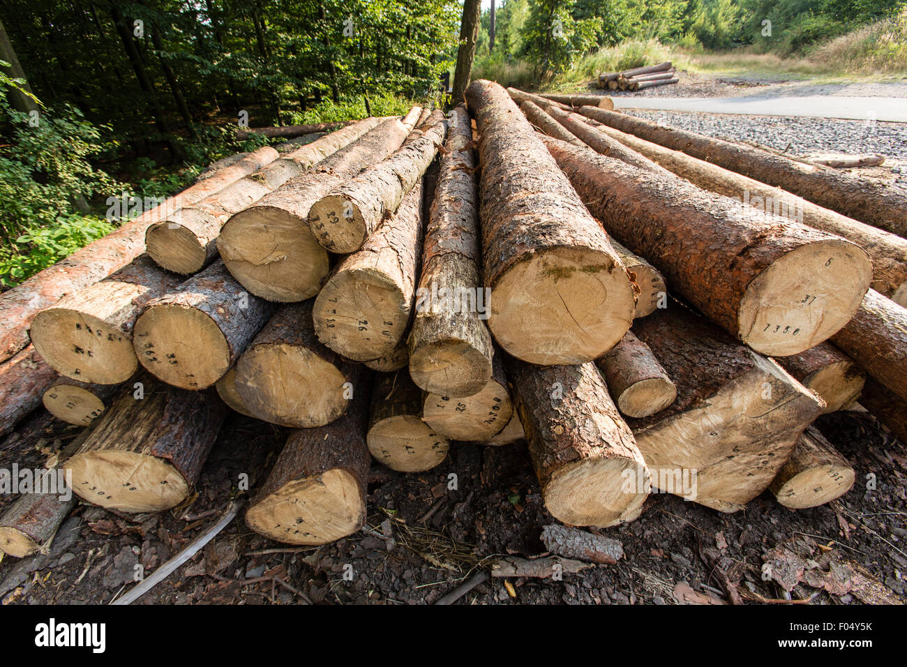 wood, tree, forest, timber, log, logging, agriculture Stock Photo - Alamy