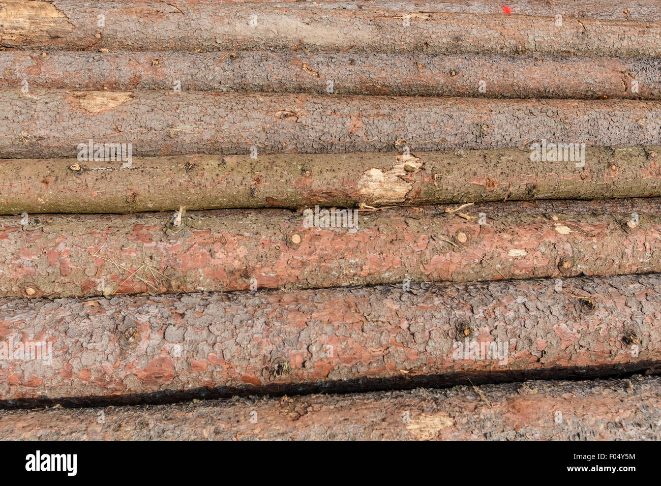 wood, tree, forest, timber, log, logging, agriculture Stock Photo - Alamy