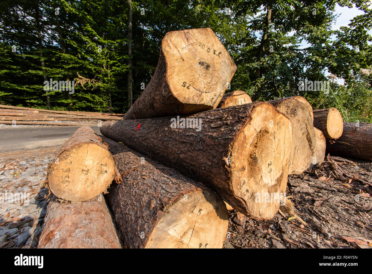 wood, tree, forest, timber, log, logging, agriculture Stock Photo - Alamy